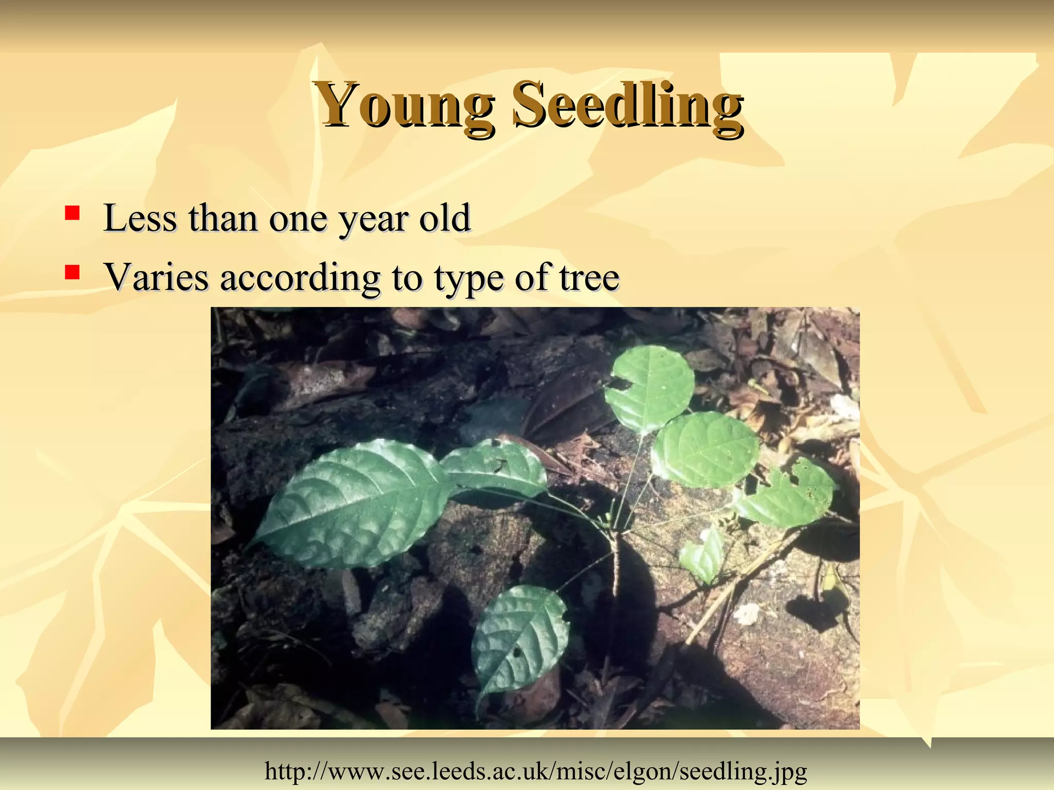 Stages of tree | PPT