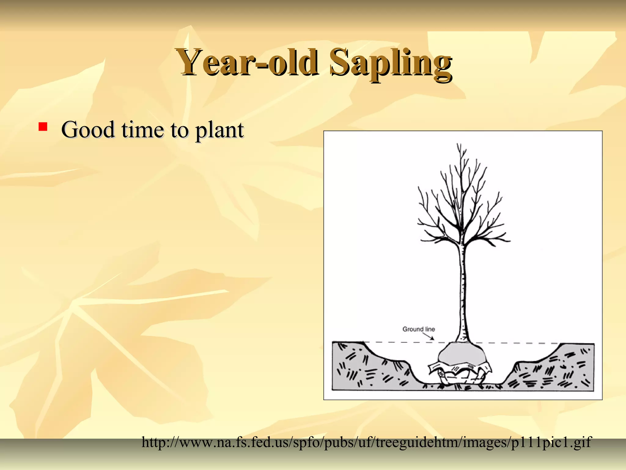 Stages of tree | PPT