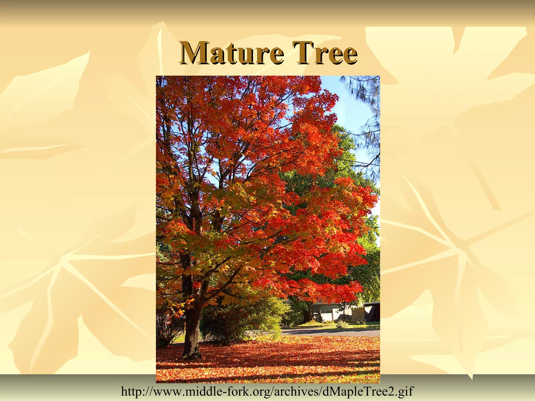 Stages of tree | PPT