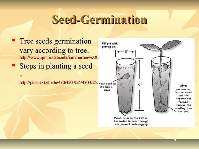 Stages of tree | PPT