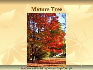 Stages of tree | PPT