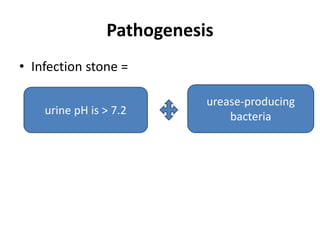 Staghorn calculus – etiology, diagnosis, management | PPTX