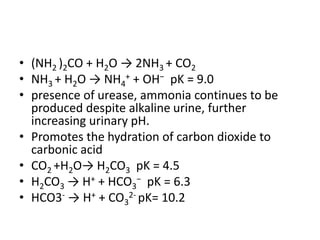 Staghorn calculus – etiology, diagnosis, management | PPTX