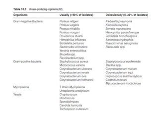 Staghorn calculus – etiology, diagnosis, management | PPTX