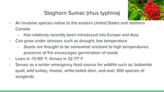 Staghorn Sumac .pptx. Staghorn Sumac .pptx. | PPTX