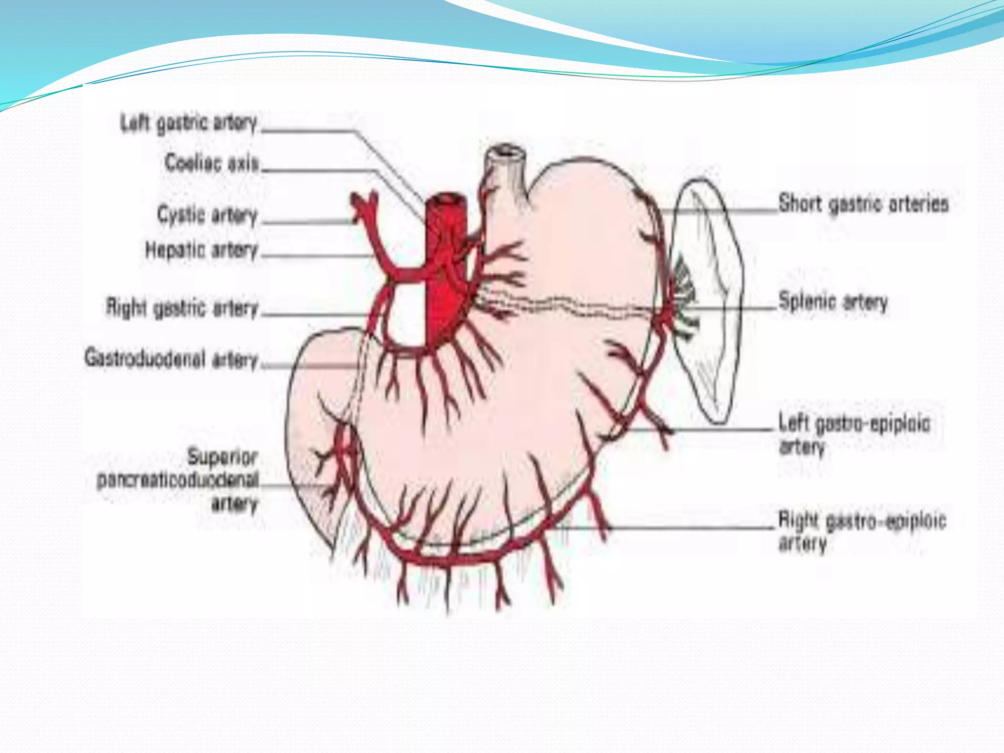 Staging and management of ca stomach | PPTX