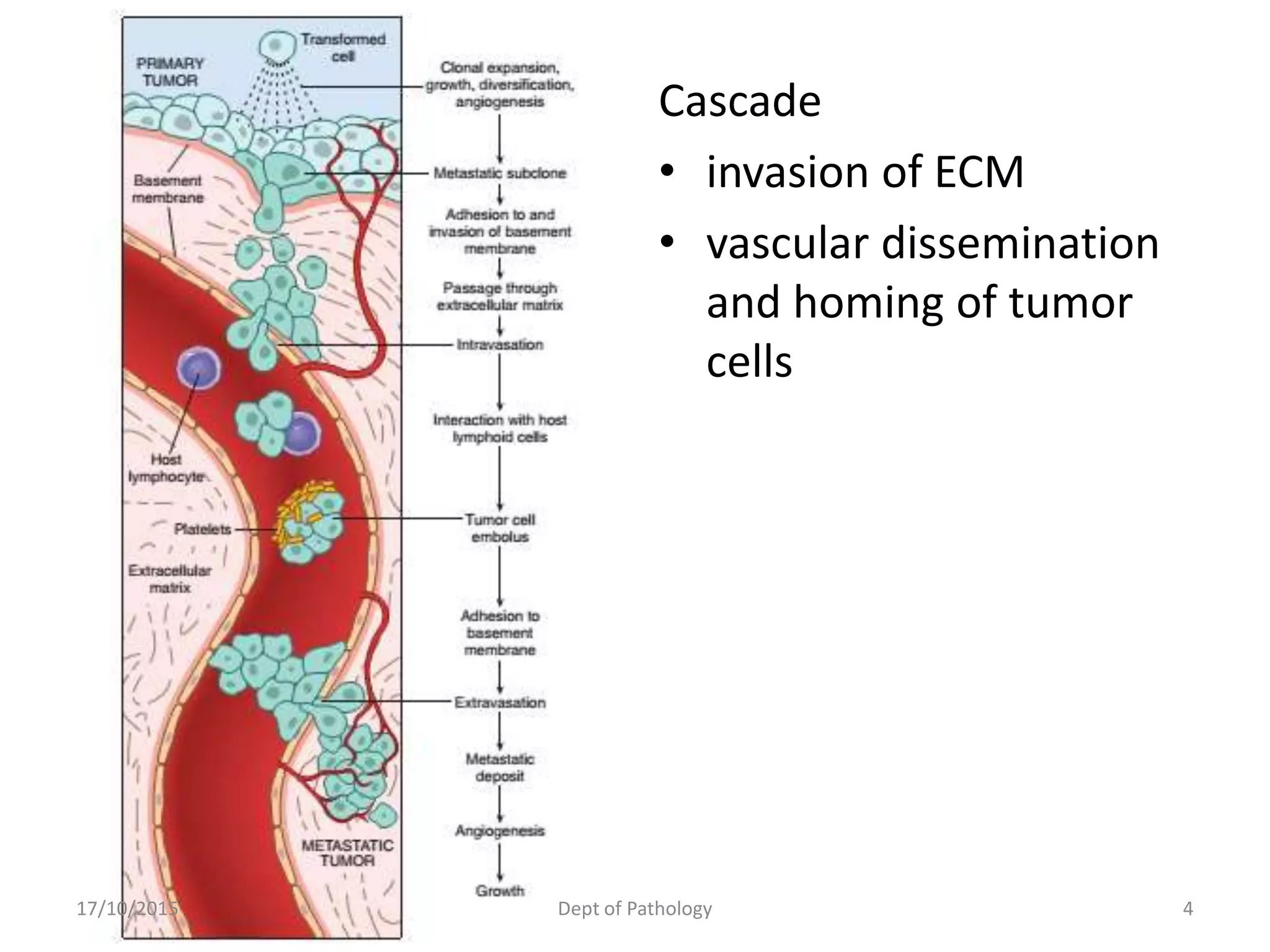 Staging grading and spread of tumors | PPTX | Cancer | Diseases and ...