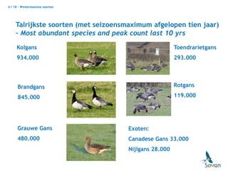 Ontwikkelingen overwinterende ganzen in Nederland in de afgelopen 10 ...