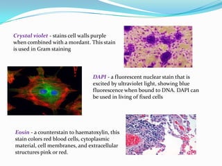 Staining | PPTX | Chemistry | Science