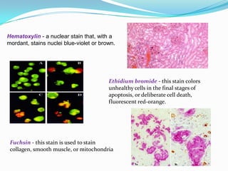 Staining | PPTX | Chemistry | Science
