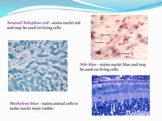 Staining | PPTX | Chemistry | Science
