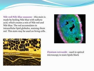 Staining | PPTX | Chemistry | Science