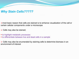 Staining | PPTX | Chemistry | Science
