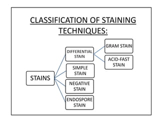 Staining | PPT