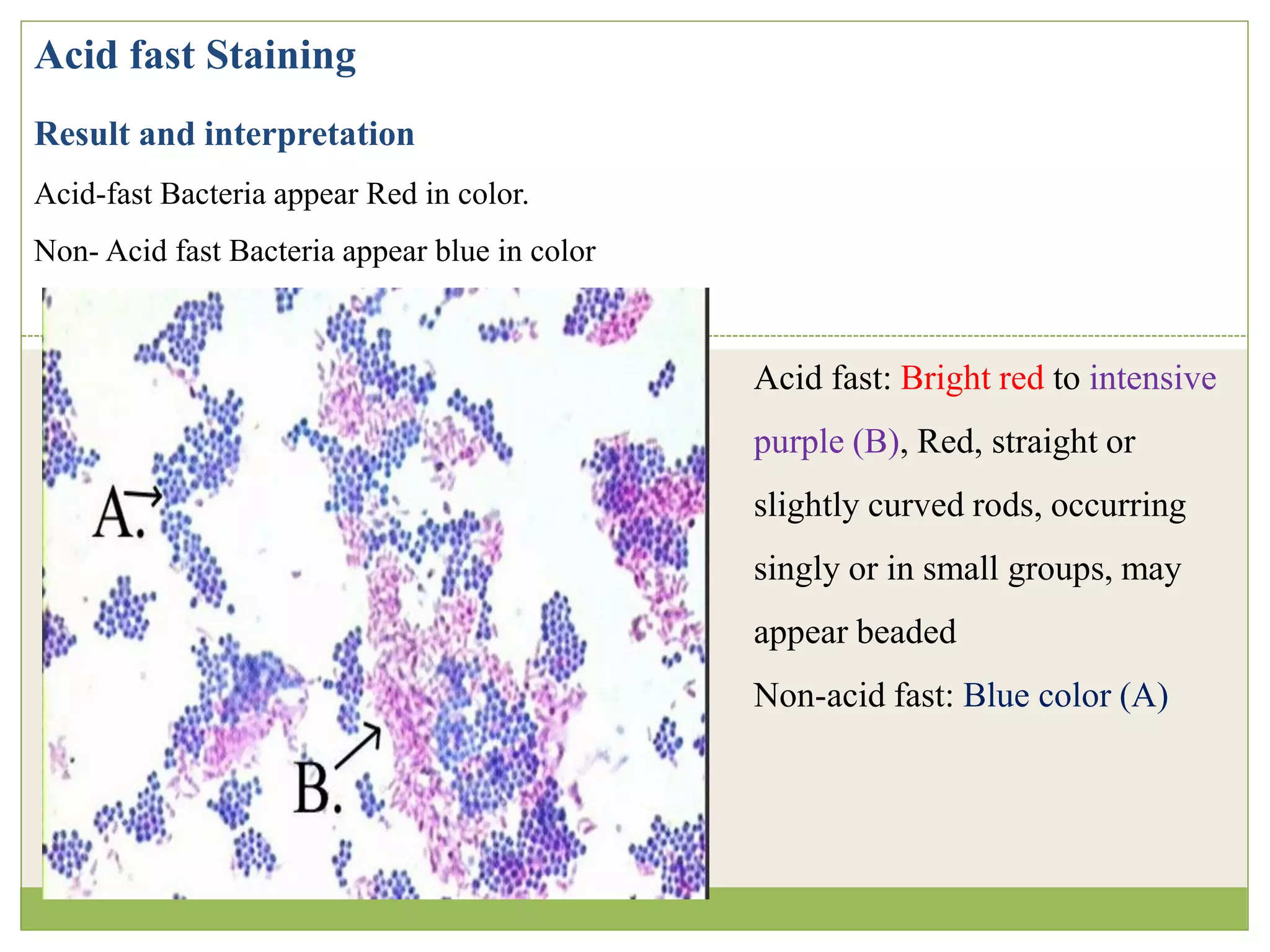 Staining of Bacteria | PDF
