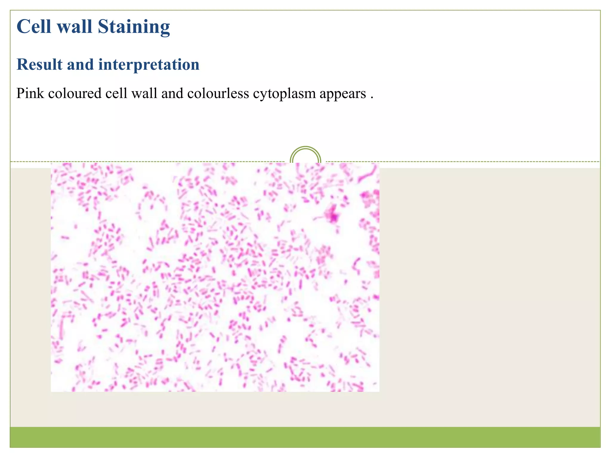 Staining of Bacteria | PDF