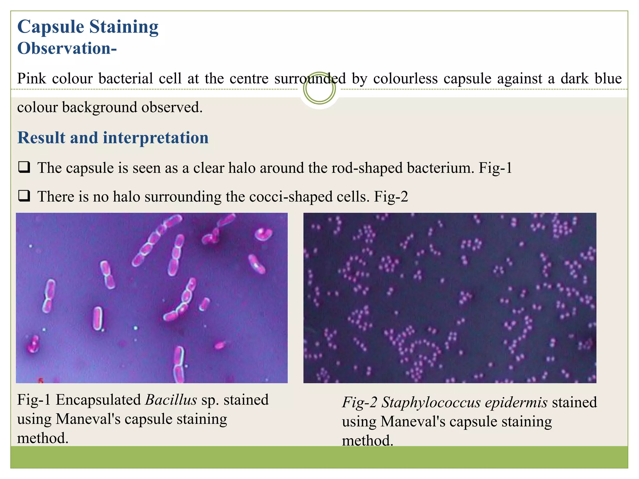 Staining of Bacteria | PDF
