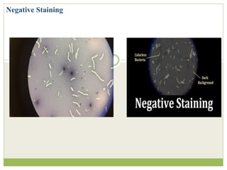 Staining of Bacteria | PDF