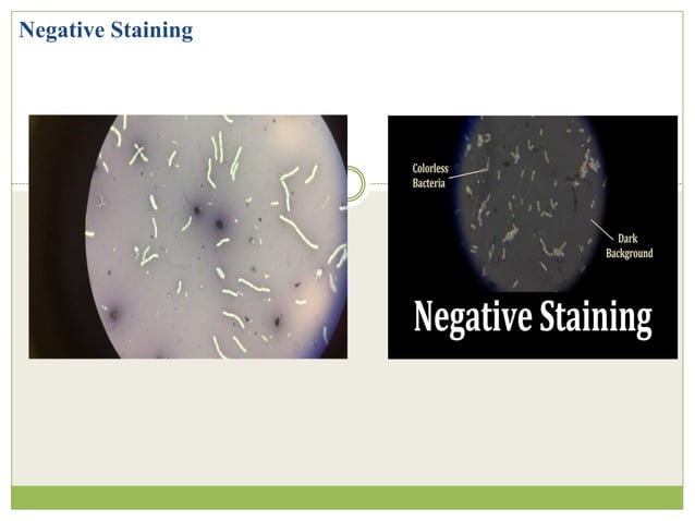 Staining of Bacteria | PDF | Chemistry | Science