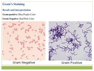 Staining of Bacteria | PDF