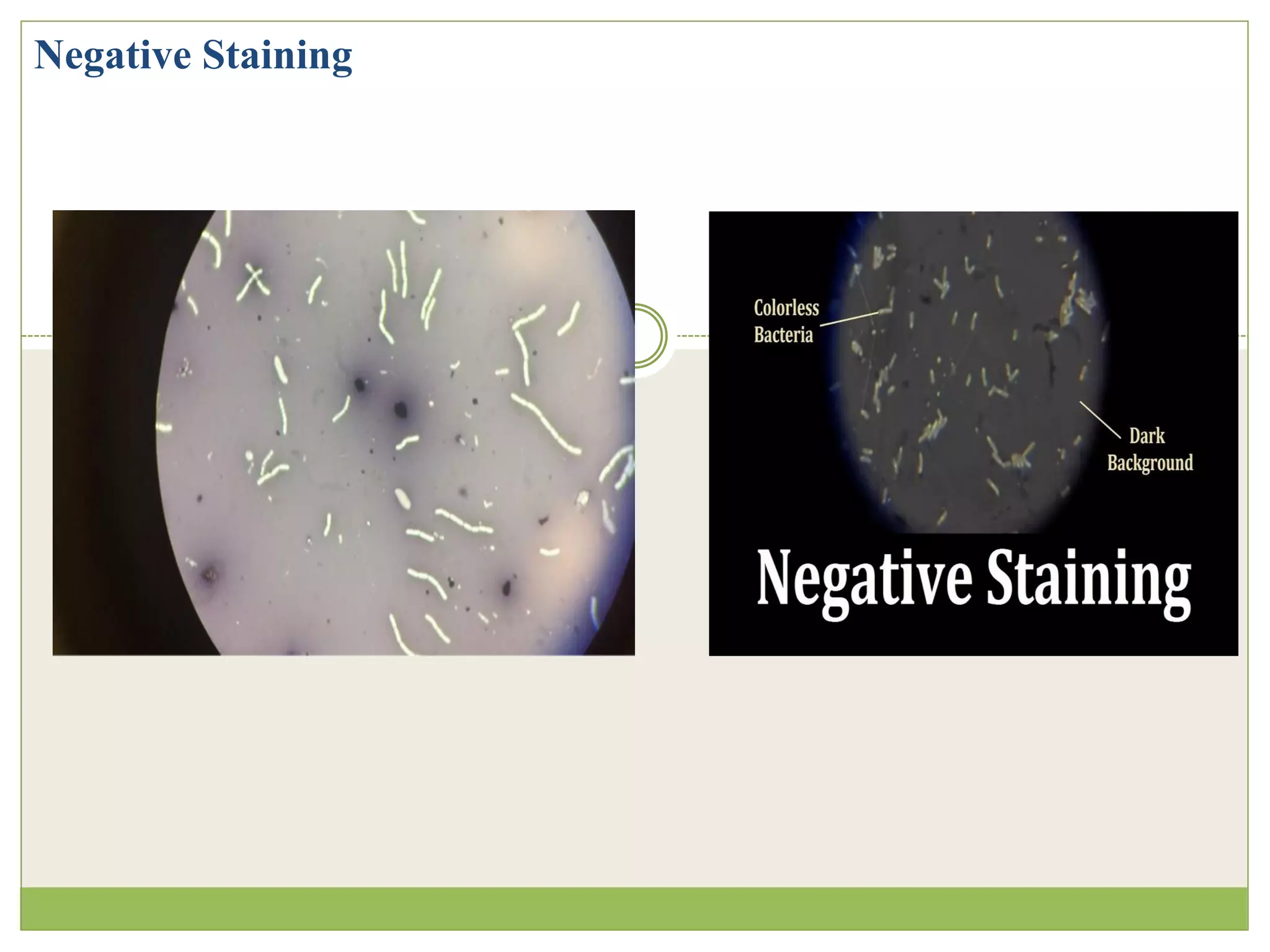 Staining | PDF