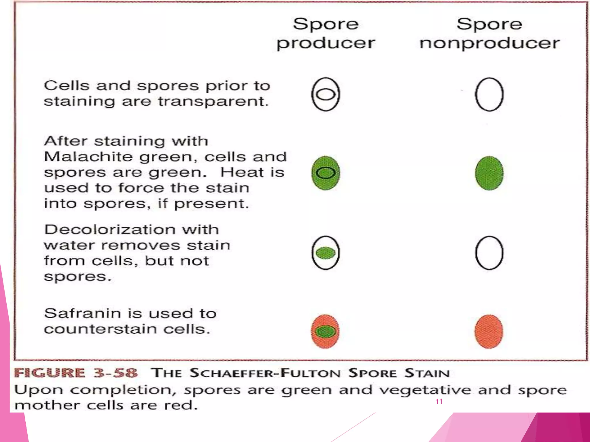Staining- Pharmaceutical MIcrobiology | PPTX