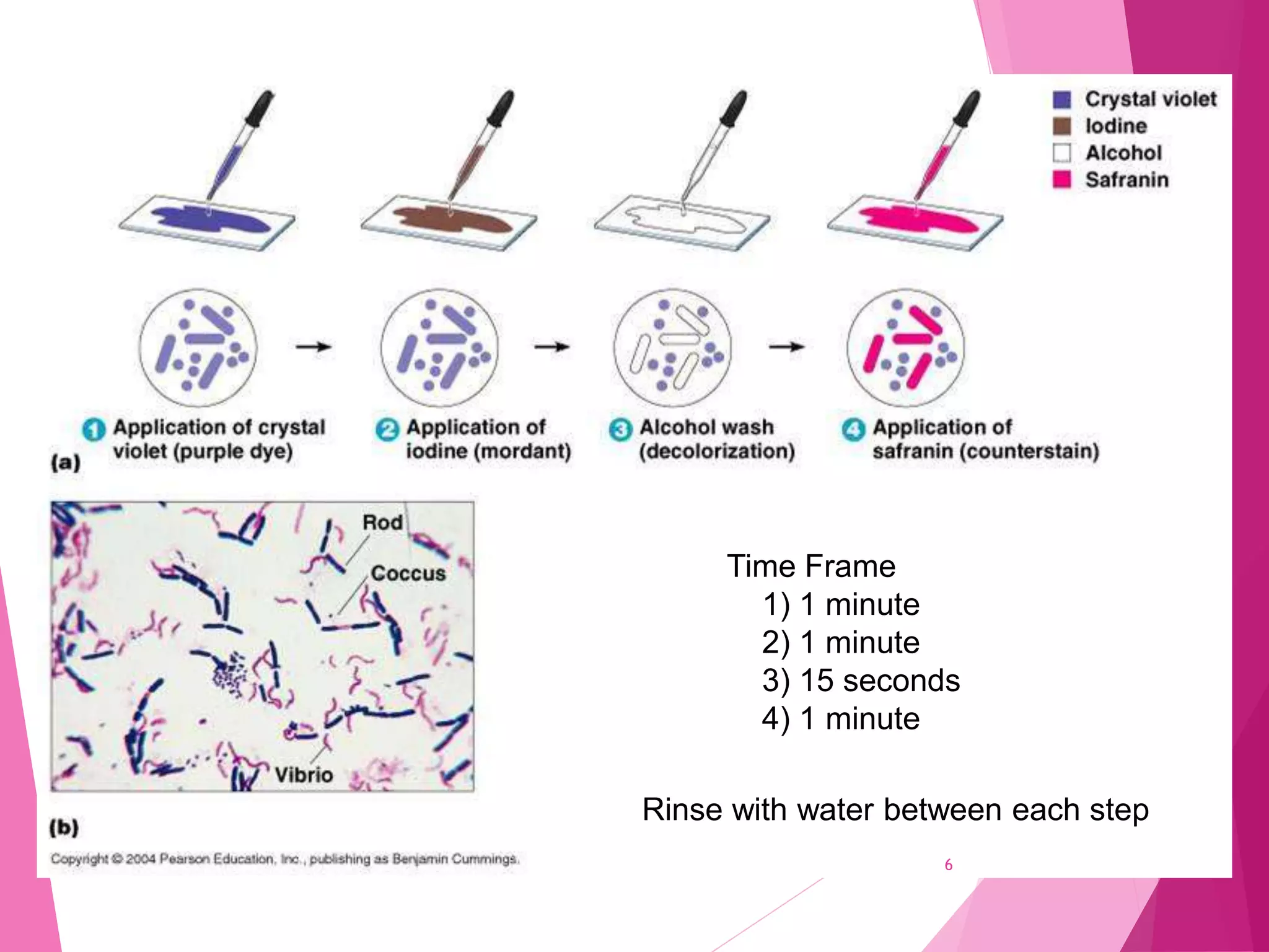 Staining- Pharmaceutical MIcrobiology | PPTX