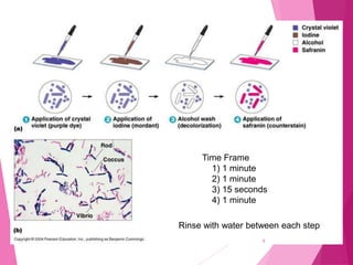 Staining- Pharmaceutical MIcrobiology | PPTX