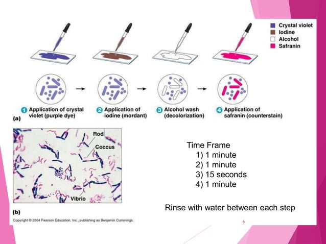 Staining- Pharmaceutical MIcrobiology | PPT