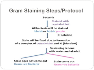 Staining.ppt