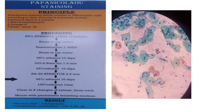 Stains And Staining Procedures In Pathology Pptx Pptx