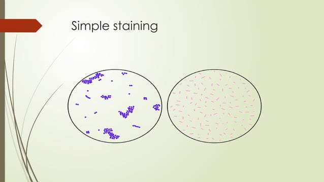 IMPORTANCE OF STUDYING MICROBIOLOGY IN MEDICAL LABORATORY STUDENTS ...