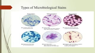 IMPORTANCE OF STUDYING MICROBIOLOGY IN MEDICAL LABORATORY STUDENTS ...