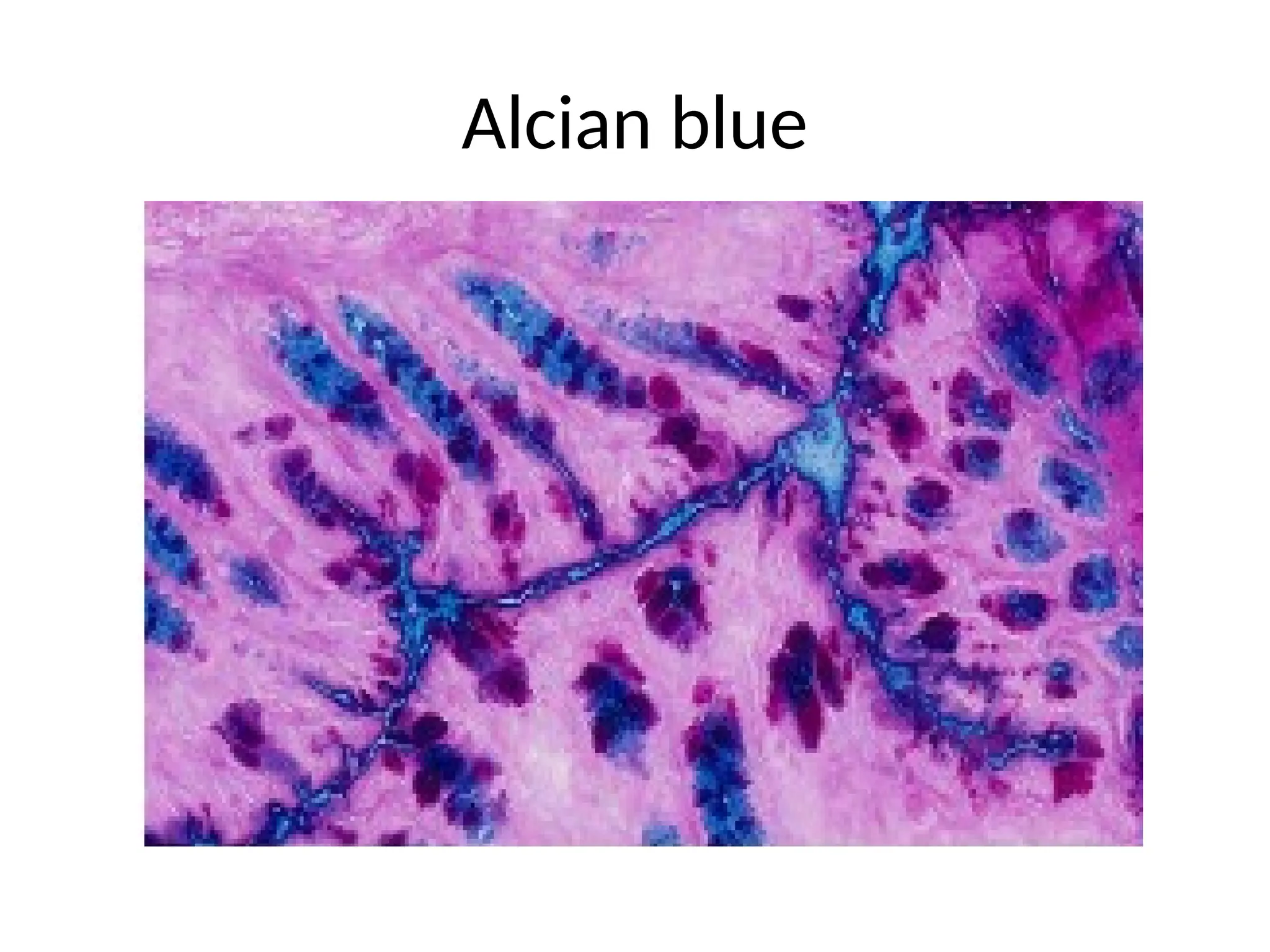 STAINING IN ANATOMY AND THE FETAL DEVELOPMENT | PPTX