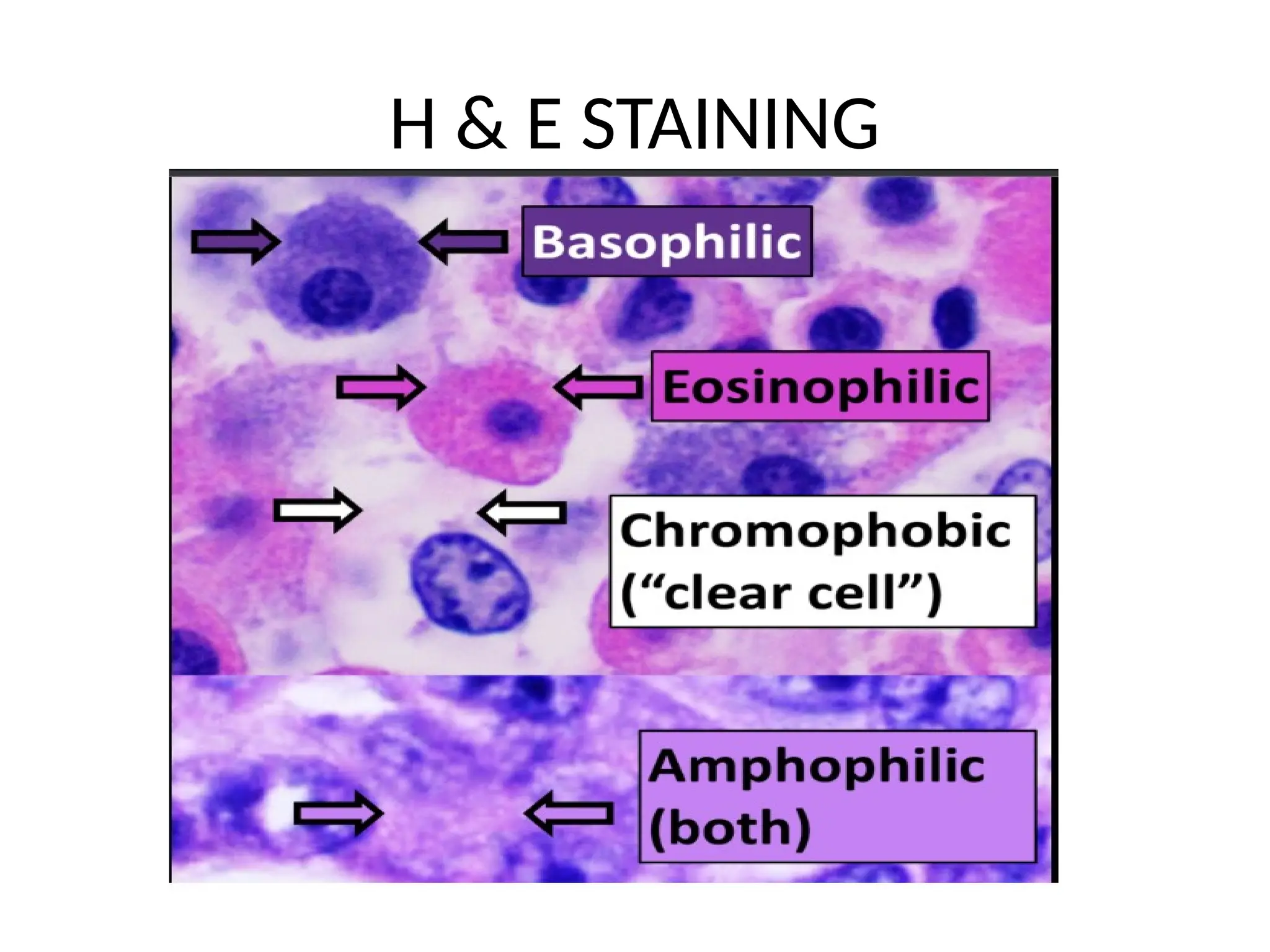 STAINING IN ANATOMY AND THE FETAL DEVELOPMENT | PPTX