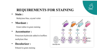 Staining.pptx staining is a technique used to | PPT