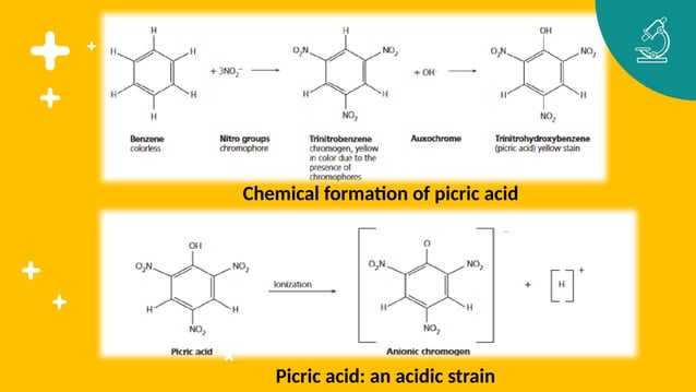 Staining Pptx Staining Is A Technique Used To Ppt