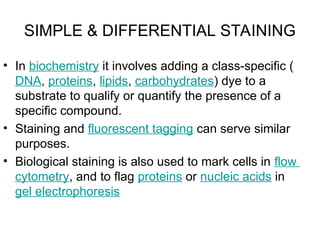 SIMPLE & DIFFERENTIAL STAINING IN THE LA | PPT