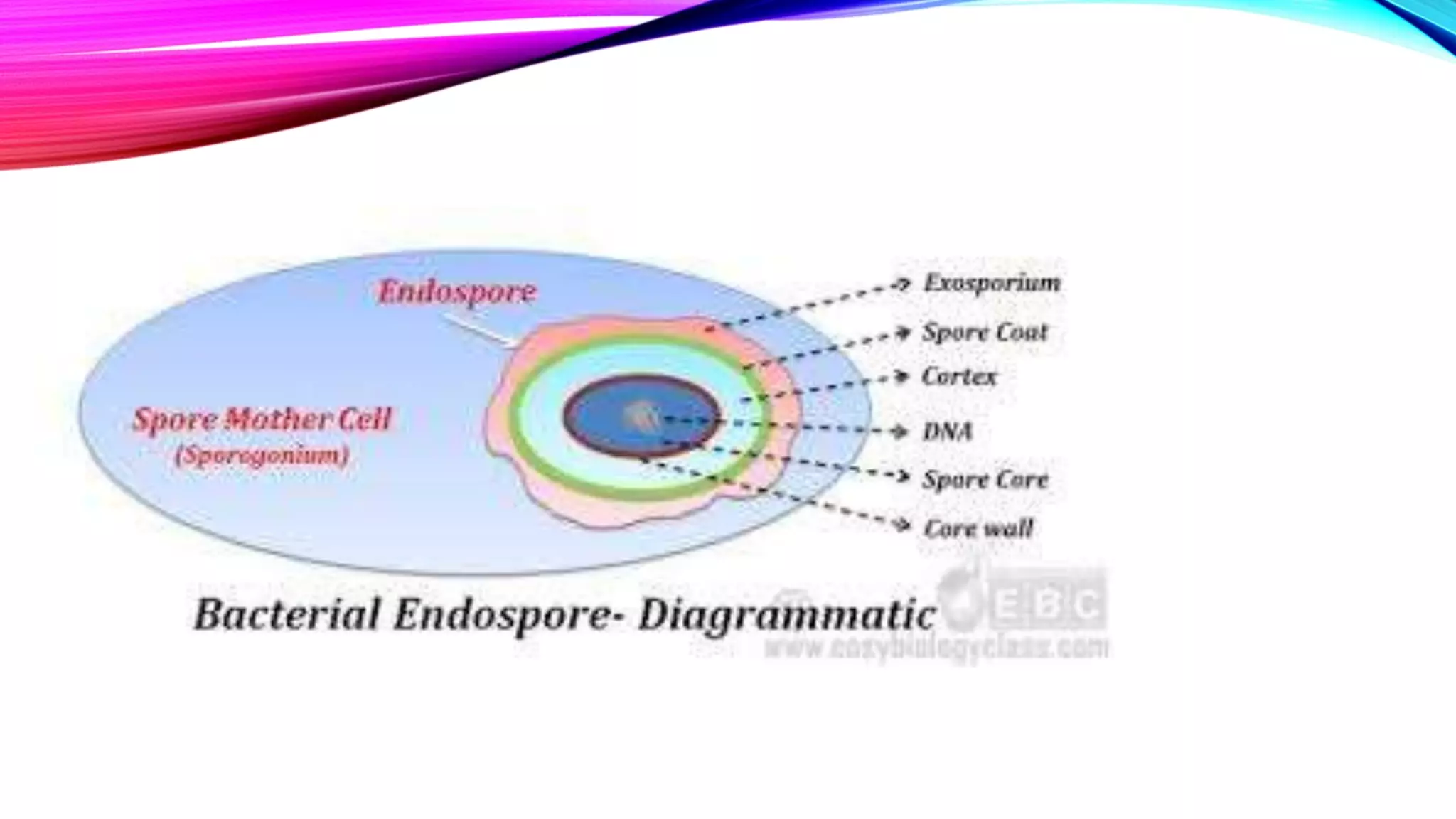 Staining endospore | PPTX