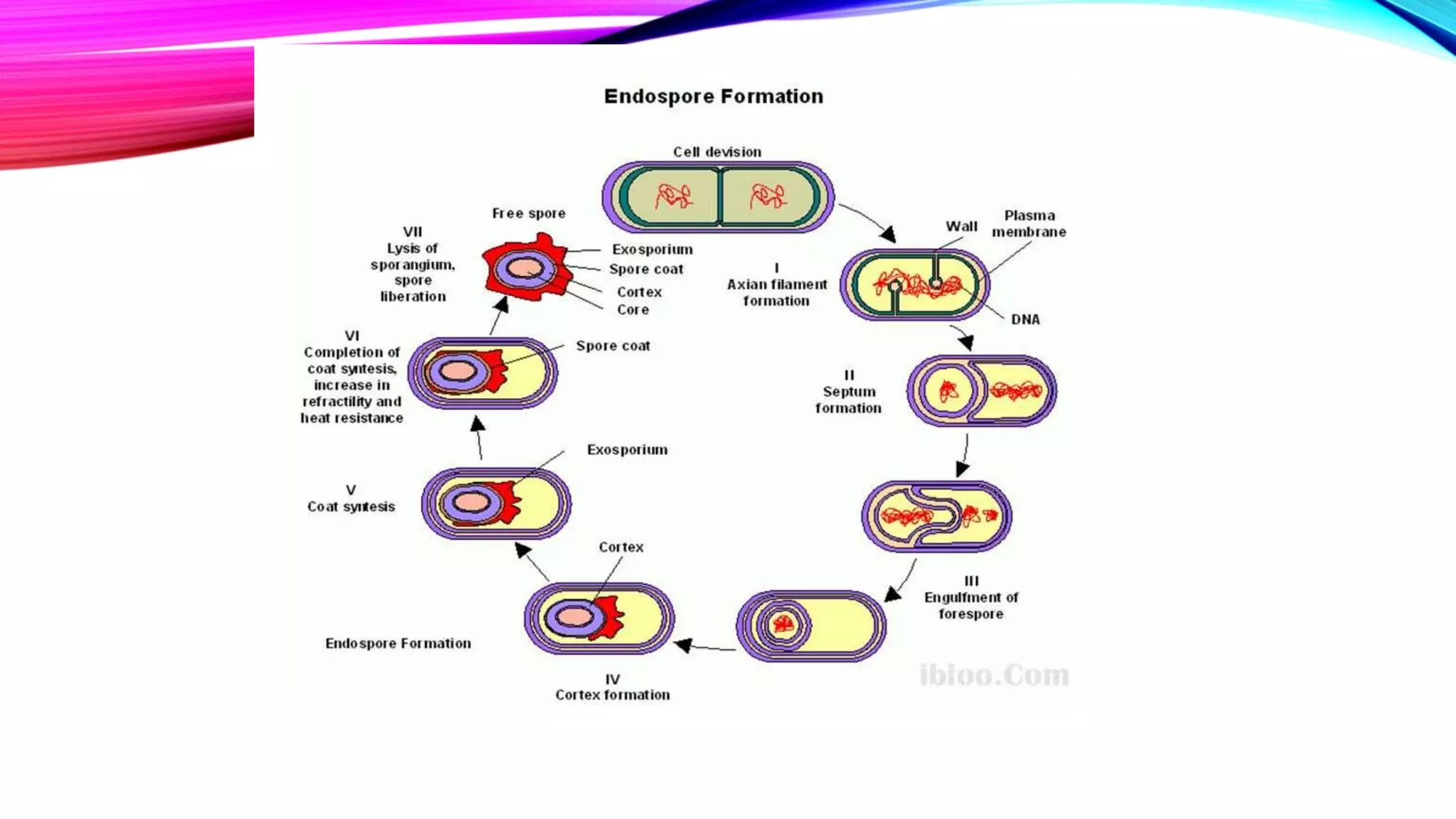 Staining endospore | PPTX