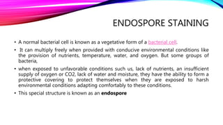 Staining endospore | PPTX