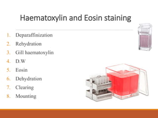 staining (1).ppt