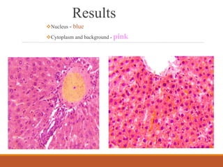 staining (1).ppt