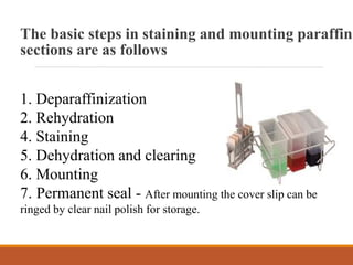 staining (1).ppt