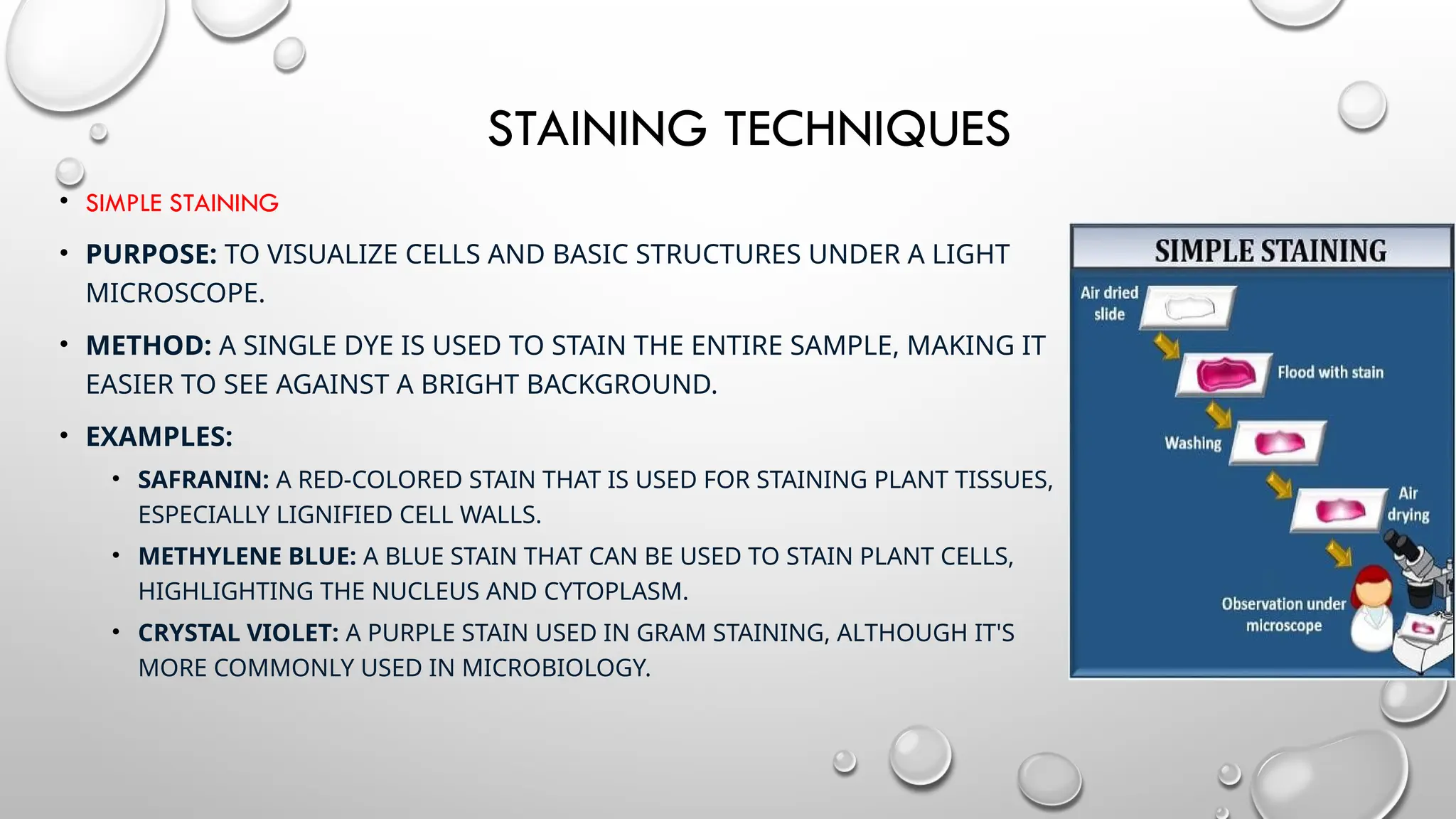 Staining Preparation of gram positive and negative | PPT