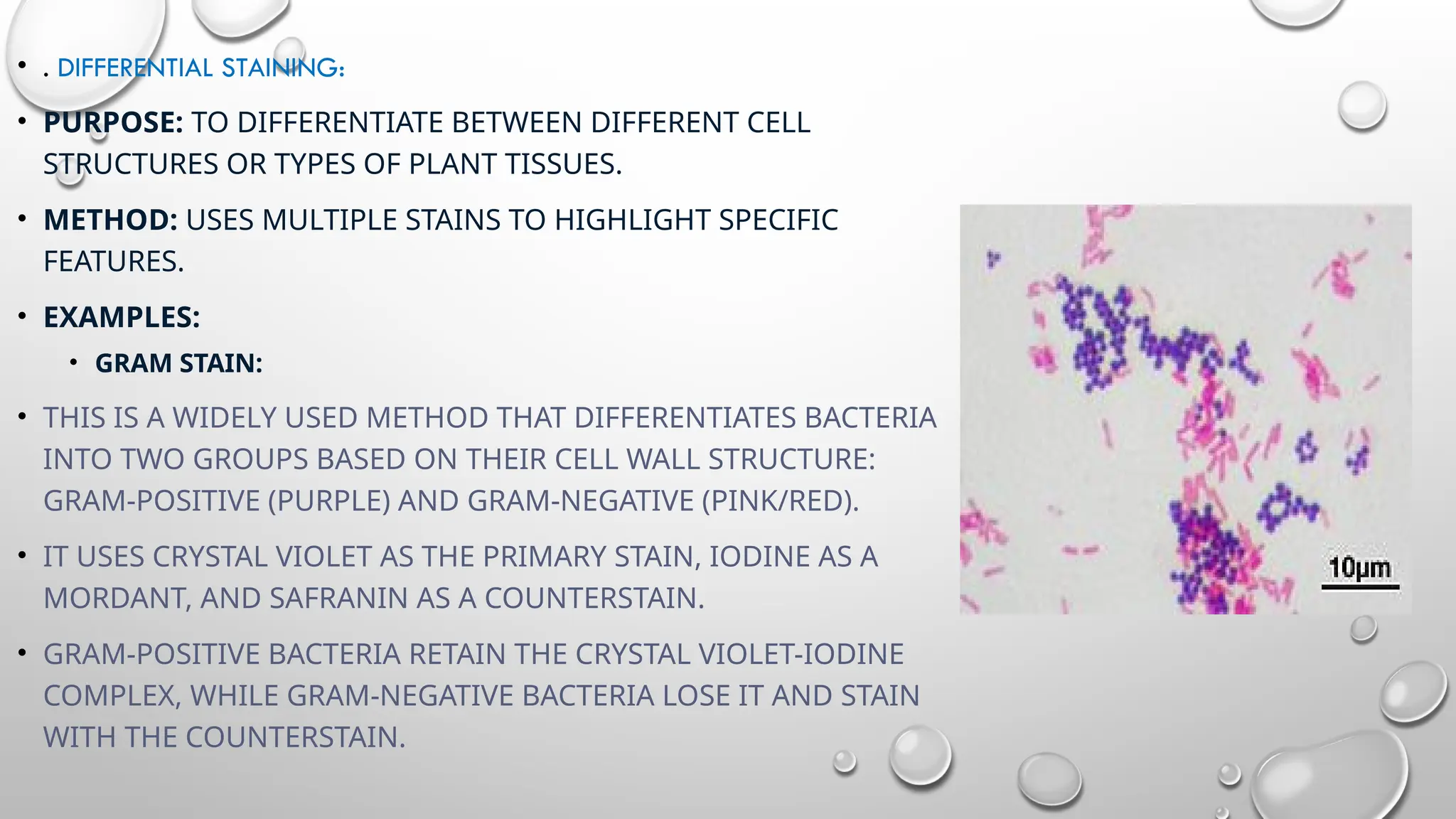 Staining Preparation of gram positive and negative | PPT