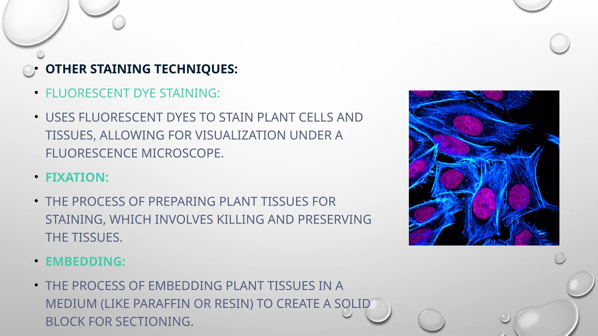 Staining Preparation of gram positive and negative | PPT