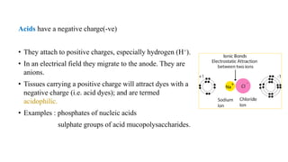 Theories of Staining | PPTX