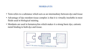 Theories of Staining | PPTX