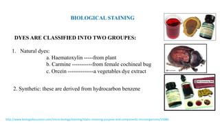 Theories of Staining | PPTX